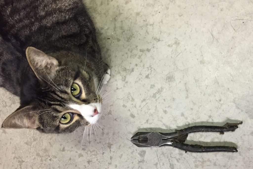 2019 Allen's Electrical Cutters w Tiger the Cat O - Simon Crosby ...